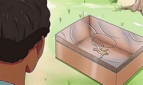 How To Make A Lizard Trap Out Of A Shoe Box The Shoe Box NYC