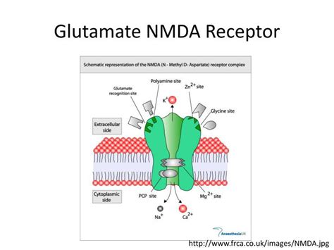 Ppt Topic 2d Neurotransmission Powerpoint Presentation Id 6088451