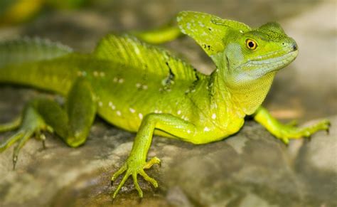 The Common Basilisk