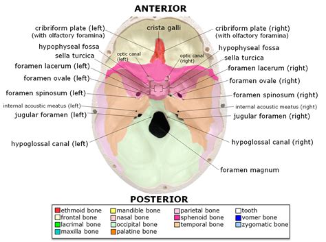 Hypophyseal Fossa Of Sphenoid Bone