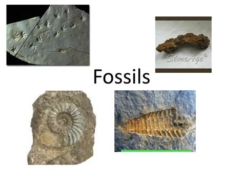 PPT Fossils PowerPoint Presentation Free Download ID
