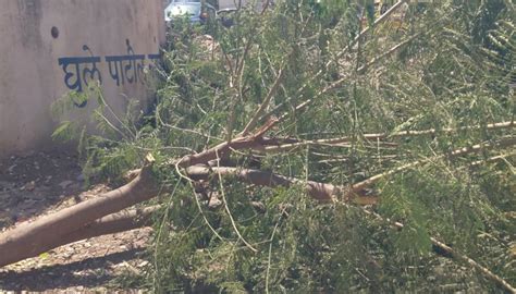 Tree Mafia Threat In Pune Citizen Appeals For Urgent Pmc Audit