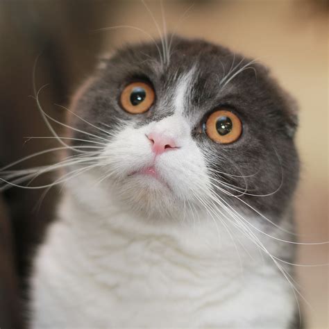 Scottish Fold Cat The Long Whiskers