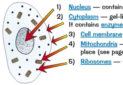 Biology Paper 1 Cell Biology Flashcards Quizlet