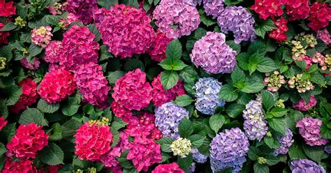 How To Propagate Hydrangeas From Cuttings Gardeners Path
