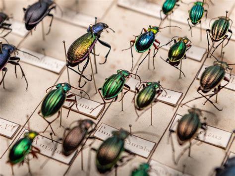Tanyptera Project Beetle Families Workshop National Museums Liverpool