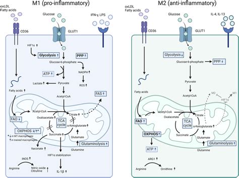 Comparison Of Cell Metabolism In M1 Versus M2 Macrophages Download Scientific Diagram