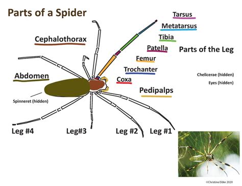 Discover Spiders Christine Elder