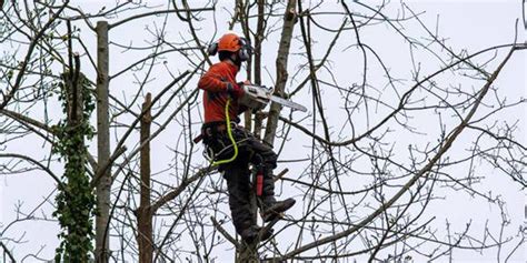 6 Tree Cutting Techniques Pros Use To Fell Trees Safely