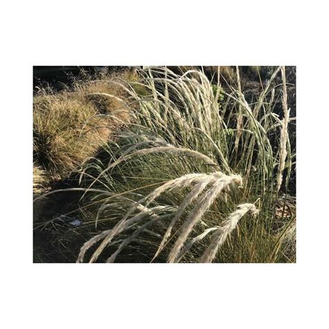Stipa Ichu