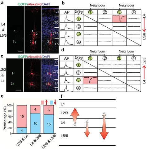 Specific Synapses Develop Preferentially Among Sister Excitatory Neurons In The Neocortex Pmc
