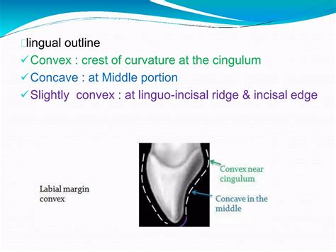 Maxillary Central Incisor Pptx