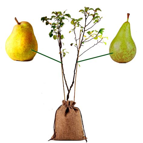 Duo Peer Perenboom Geschenk Extras Kopen Planten Eenvoudig Online