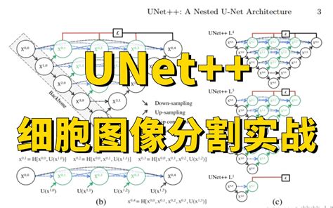 基于unet 模型实现医学细胞图像分割，原理详解 代码精讲，手把手带你玩转un 哔哩哔哩