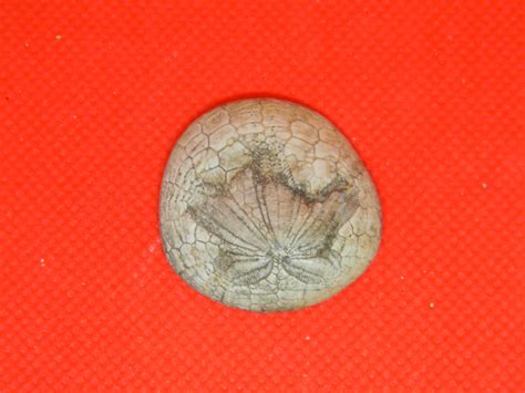 Class Echinoidea Fossils Class Echinoidea Fossils