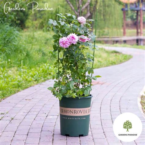 Tomato Plant Support Cage Trellis By Gardens Paradise T21 Lazada