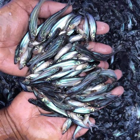 កំពត លក់កូនត្រី