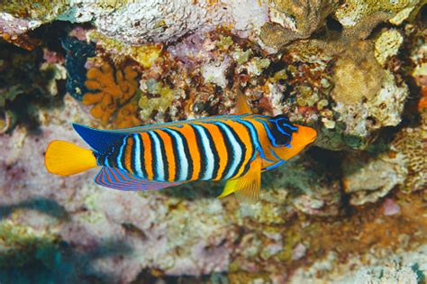 로얄 엔젤피쉬 바다 생활 산호와 물고기가있는 수중 장면 스쿠버 다이버 관점 0명에 대한 스톡 사진 및 기타 이미지 0명 경산호 관광 Istock