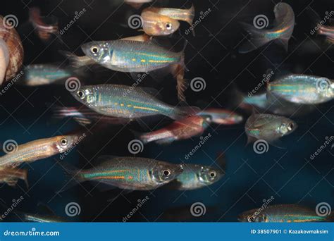 The Malabar Danio Devario Malabaricus Royalty Free Stock Image