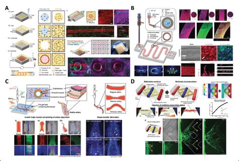 3d Bioprinting Strategy For Engineering Vascularized Tissue Models Pmc