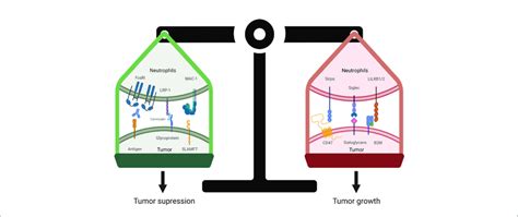 Regulation Of Neutrophil Mediated Tumor Cell Death The Balance Of
