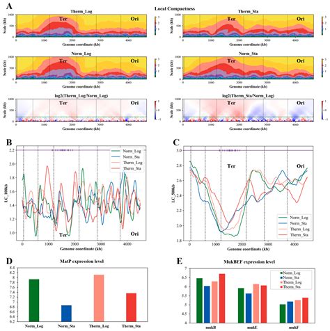 Spatial Chromosome Organization And Adaptation Of Escherichia Coli