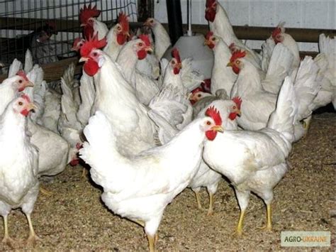 Продам/купить молодых кур-несушек породы ломан-вайт возраст 4 месяца ...