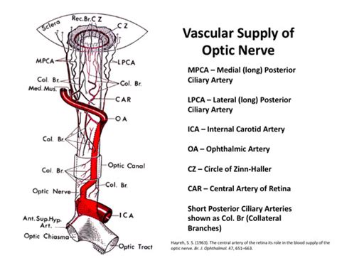 Optic Nerve Dr Scott Flashcards Quizlet