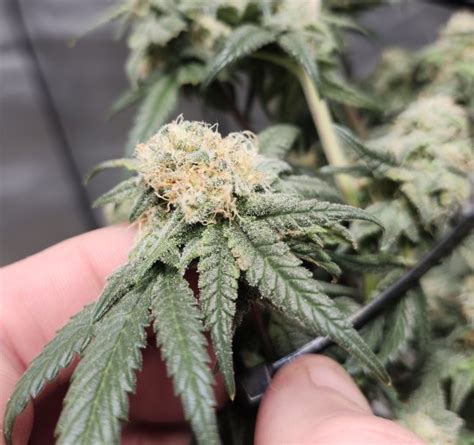 Sexigoodness On Tumblr