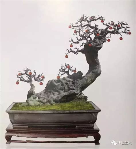 金弹子盆景养护心得：心灵有家，生命才有路！