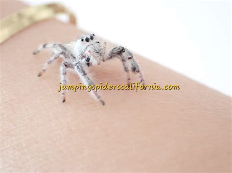 Fartilis The White Jumping Spider Ultra Rare True Spider By Jumping