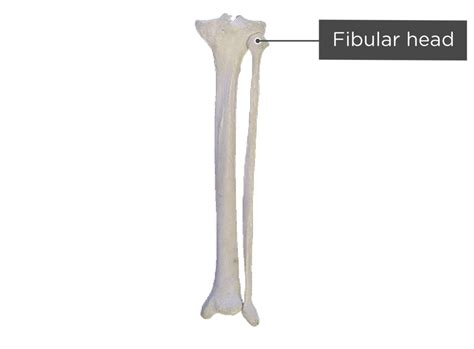 Tibia And Fibula Anatomy And Labeled Diagram GetBodySmart