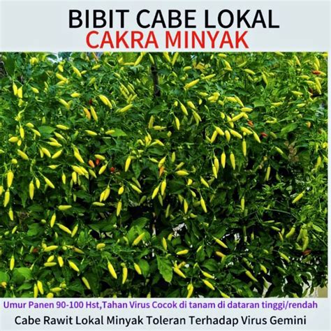 Jual Benih Bibit Cabe Rawit Lokal Cakra Minyak 12 Gram Shopee Indonesia