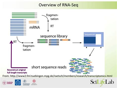 Ppt Rna Sequencing Transcriptome And Expression Quantification