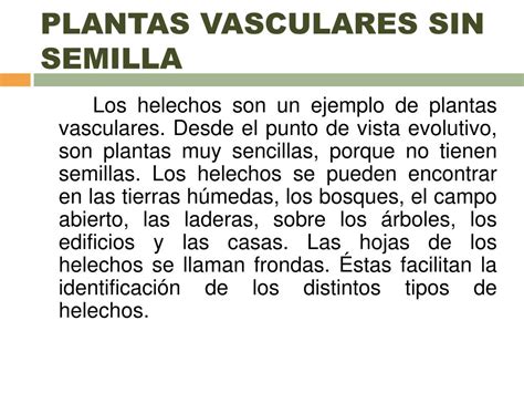 Tipos De Plantas Vasculares Sin Semillas