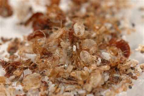 Bed Bug Waste Pest Hacks
