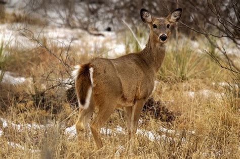 Hunting Palo Duro Canyon State Park