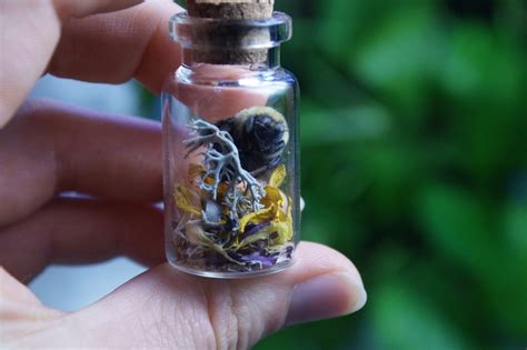 real insect specimen display jar oddities and curiosities etsy