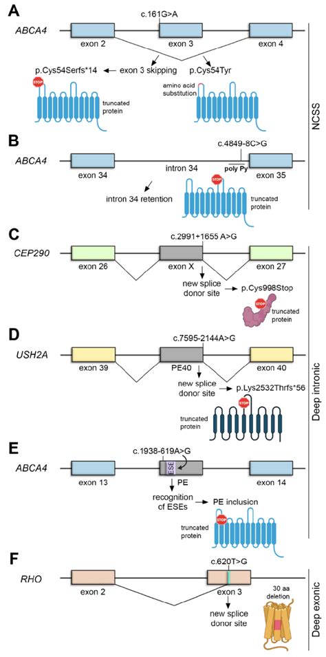 Overview Of Cis Acting Mutations Altering Splicing Ncss Ab Deep