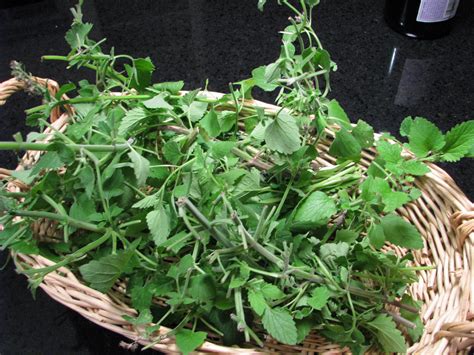 harvesting catnip a little guide cat opedia