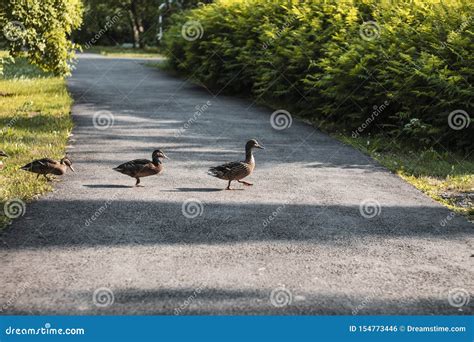 Ducks Marching In A Row In The Park Stock Photo Image Of Green Pets