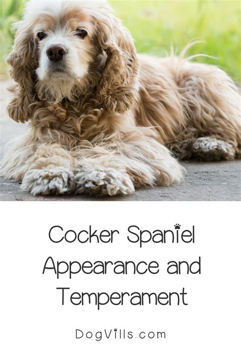 Are Cocker Spaniels Hypoallergenic Dogs Artofit