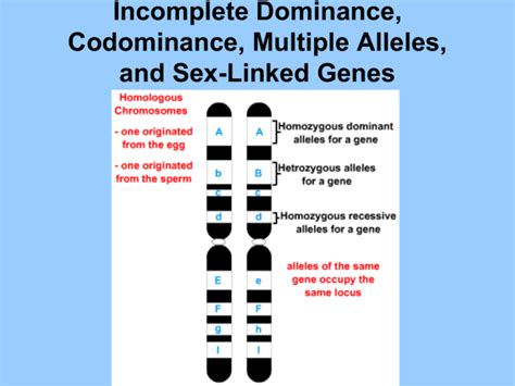 Incomplete Dominance Codominance And Sex Linked Genes