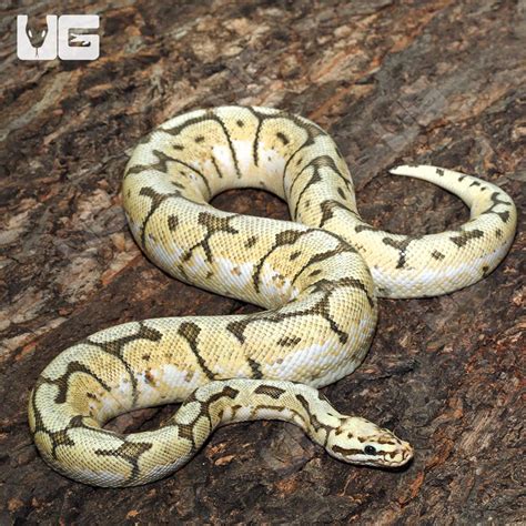 Killer Bee Ball Python Killer Bee Het Clown Adult Ball Python F S