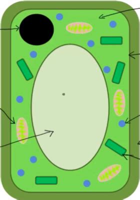 Palisade Cell
