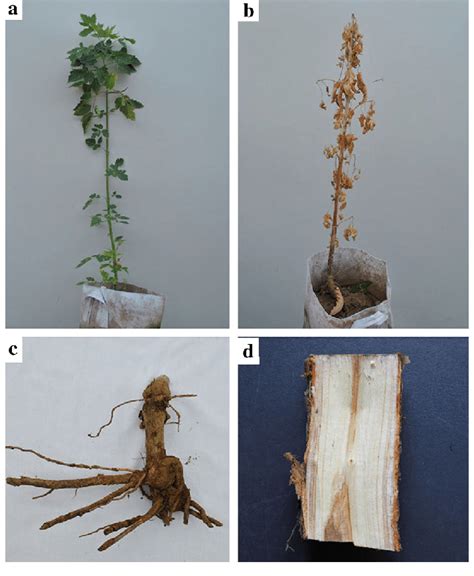 Symptoms On 2 Year Old Boxelder Maple Saplings After Inoculation With