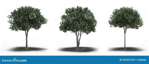 Large Tree With A Shadow Under It Isolated On White Background Stock Illustration