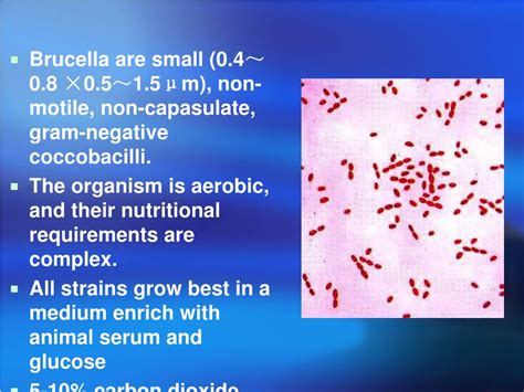 Ppt Brucella Powerpoint Presentation Free Download Id 3398253