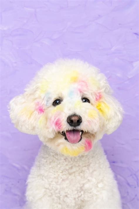 반려생활 대전 애견동반 사진관 추천 견생사진 보장하는 Gvc 스튜디오