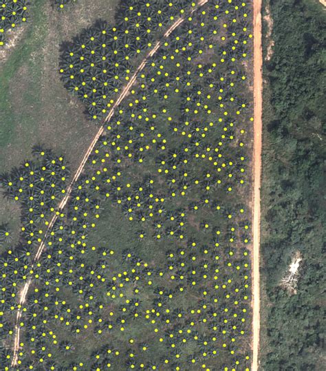 Saving Time And Effort— Training An Ai To Count Palm Trees Feds